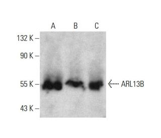 ARL13B Antibody (C-5) - Western Blotting - Image 386880