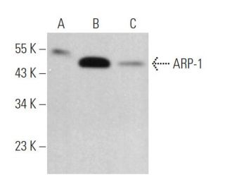 Anti-ARP-1 Antibody (B-2) | SCBT - Santa Cruz Biotechnology