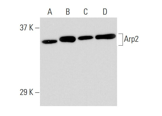Arp2 Antibody (E-12) | SCBT - Santa Cruz Biotechnology