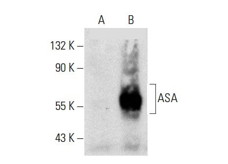ASA Antibody (H-5) | SCBT - Santa Cruz Biotechnology