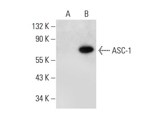 ASC-1 Antibody (D-4) | SCBT - Santa Cruz Biotechnology