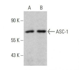 Anti-ASC-1 Antibody (F-7) | SCBT - Santa Cruz Biotechnology