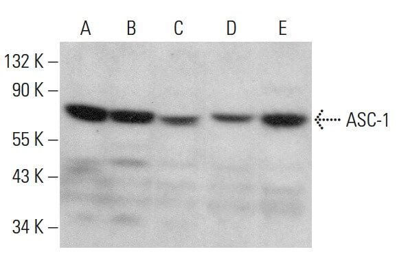 ASC-1抗体 (F-7) | SCBT - Santa Cruz Biotechnology