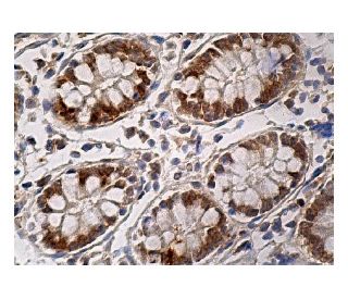 ASC-1 Antibody (F-8) - Immunohistochemistry - Image 160290