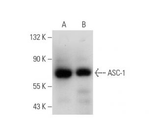 ASC-1 Antibody (F-8) - Western Blotting - Image 138501