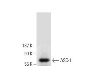 ASC-1 Antibody (F-8) - Western Blotting - Image 305718