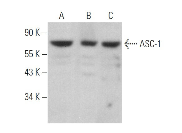 Anti-ASC-1 Antibody (F-8) | SCBT - Santa Cruz Biotechnology