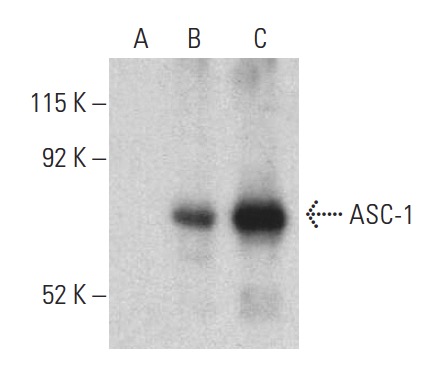 Anti-ASC-1 Antibody (F-8) | SCBT - Santa Cruz Biotechnology