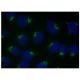 Anti-ASC/TMS1/PYCARD Antibody (B-3) | SCBT - Santa Cruz Biotechnology