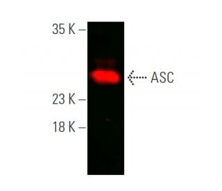 ASC Antibody (B-3) - Western Blotting - Image 375246