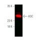 Anti-ASC/TMS1/PYCARD Antibody (B-3) | SCBT - Santa Cruz Biotechnology