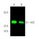 Anti-ASC/TMS1/PYCARD Antibody (B-3) | SCBT - Santa Cruz Biotechnology