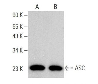 ASC Antibody (B-3) - Western Blotting - Image 375520