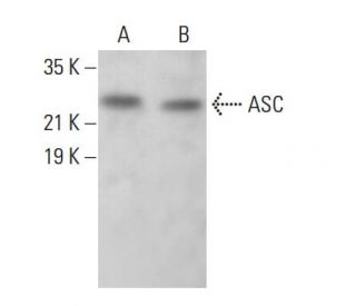 ASC Antibody (B-3) - Western Blotting - Image 380165