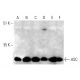 Anti-ASC/TMS1/PYCARD Antibody (B-3) | SCBT - Santa Cruz Biotechnology