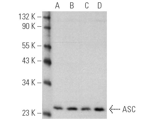 Anti-ASC/TMS1/PYCARD Antibody (B-3) | SCBT - Santa Cruz Biotechnology