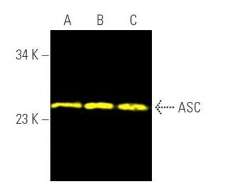 ASC Antibody (B-3) - Western Blotting - Image 391478