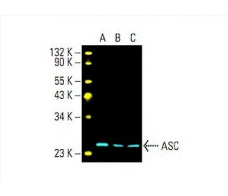 Anti-ASC/TMS1/PYCARD Antibody (B-3) | SCBT - Santa Cruz Biotechnology
