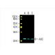 ASC/TMS1/PYCARD Antibody (B-3) | SCBT - Santa Cruz Biotechnology