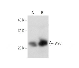 ASC Antibody (F-9) | SCBT - Santa Cruz Biotechnology