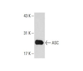 ASC Antibody (F-9) - Western Blotting - Image 132834