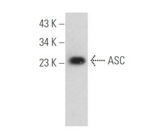 ASC Antibody (F-9) - Western Blotting - Image 360457