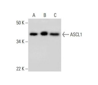 ASCL1 Antibody (G-7) - Western Blotting - Image 290025