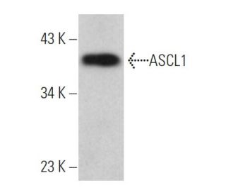 ASCL1 Antibody (G-7) - Western Blotting - Image 363644