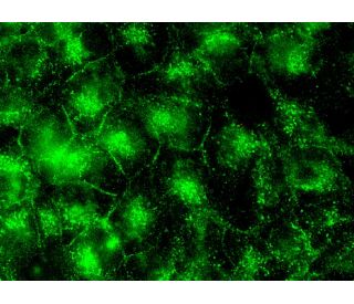 Anti-Asialoglycoprotein Receptor 1/2/ASGR1/ASGR2 Antibody (E-1) | SCBT ...