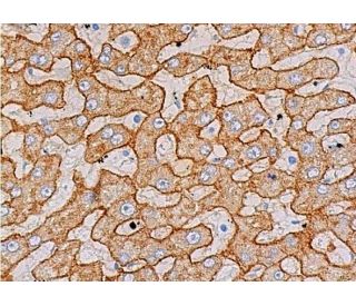ASGPR1/2 Antibody (E-1) - Immunohistochemistry - Image 368837