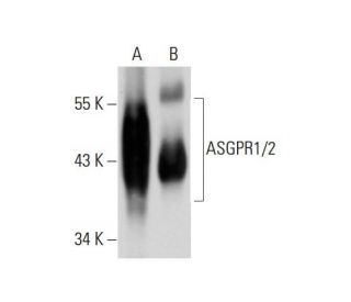 ASGPR1/2 Antibody (E-1) - Western Blotting - Image 72361