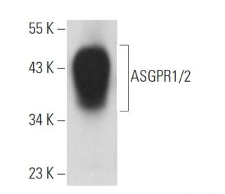 ASGPR1/2 Antibody (E-1) - Western Blotting - Image 361862