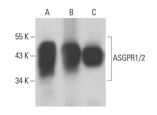 Asialoglycoprotein Receptor 1/2/ASGR1/ASGR2 Antibody (E-1) | SCBT ...