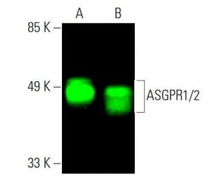 ASGPR1/2 Antibody (E-1) - Western Blotting - Image 387610