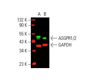 ASGPR1/2 Antibody (E-1) - Western Blotting - Image 388923