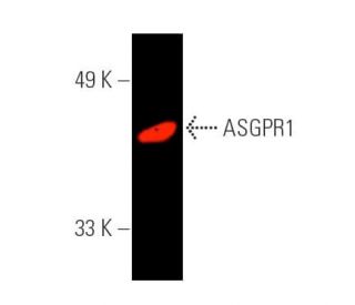 ASGPR1/Asialoglycoprotein Receptor 1/ASGR1 Antibody (8D7) | SCBT ...
