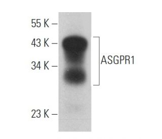 ASGPR1 Antibody (A-5) - Western Blotting - Image 361853
