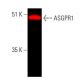 ASGPR1/Asialoglycoprotein Receptor 1/ASGR1 Antibody (A-5) | SCBT ...