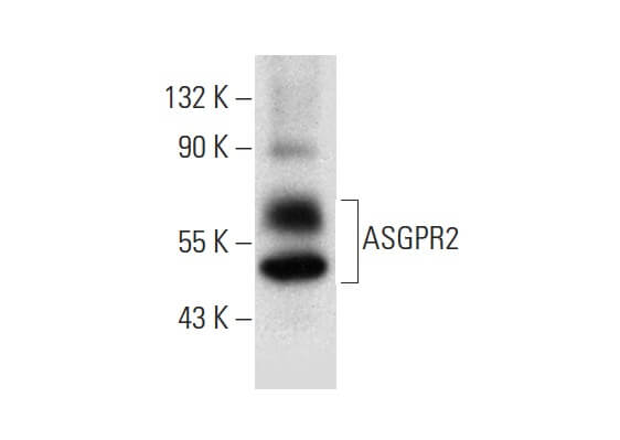 ASGPR2/Asialoglycoprotein Receptor 2/ASGR2 Antibody (C-4) | SCBT ...