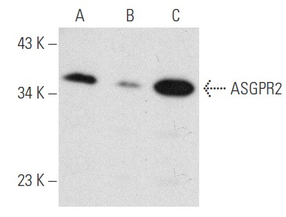 ASGPR2/Asialoglycoprotein Receptor 2/ASGR2 Antibody (C-4) | SCBT ...