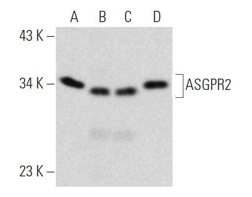 ASGPR2/Asialoglycoprotein Receptor 2/ASGR2 Antibody (C-4) | SCBT ...