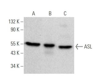 ASL Antibody (B-1) | SCBT - Santa Cruz Biotechnology