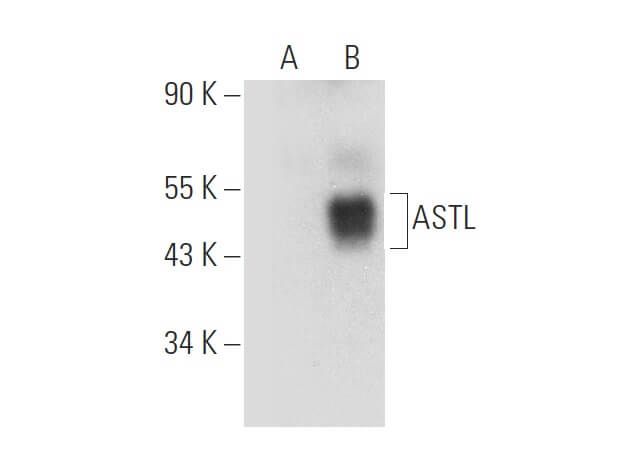 ASTL Antibody (F-10) | SCBT - Santa Cruz Biotechnology