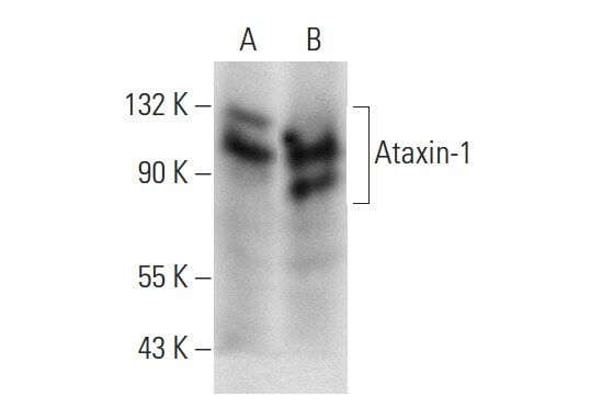 Ataxin-1 Antibody (B-3) | SCBT - Santa Cruz Biotechnology