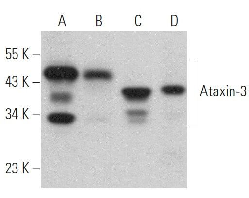 Ataxin-3抗体 (A-7) | SCBT - Santa Cruz Biotechnology