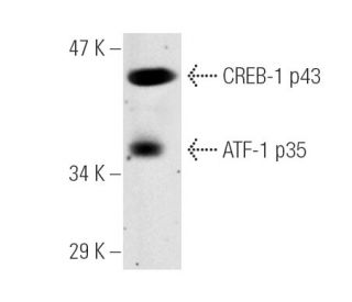 Anti-ATF-1/ATF1 Antibody (25C10G) | SCBT - Santa Cruz Biotechnology