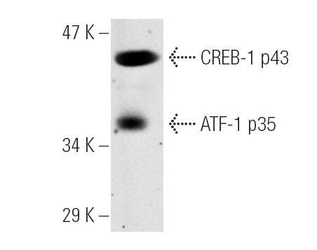 Anti-ATF-1/ATF1 Antibody (25C10G) | SCBT - Santa Cruz Biotechnology