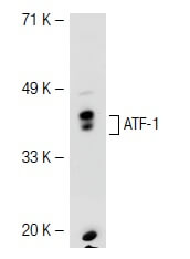 Anti-ATF-1/ATF1 Antibody (25C10G) | SCBT - Santa Cruz Biotechnology