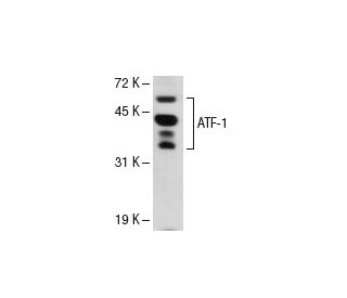 Anti-ATF-1/ATF1 Antibody (25C10G) | SCBT - Santa Cruz Biotechnology