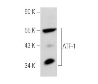 Anti-ATF-1/ATF1 Antibody (25C10G) | SCBT - Santa Cruz Biotechnology